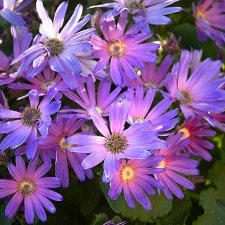 The Purple Garden - Wildflower Yard