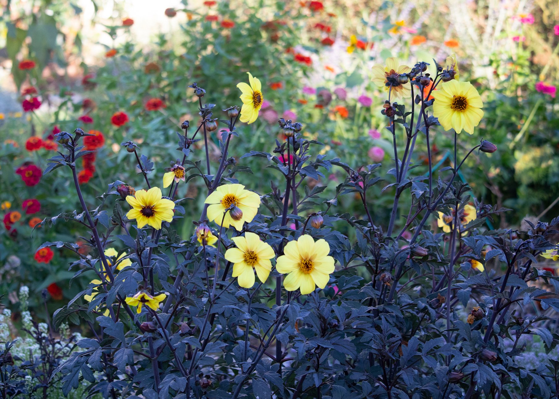 Home - Wildflower Yard