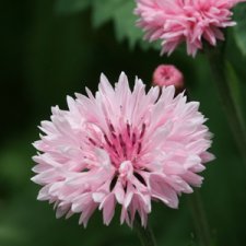 Bachelor Buttons - Wildflower Yard