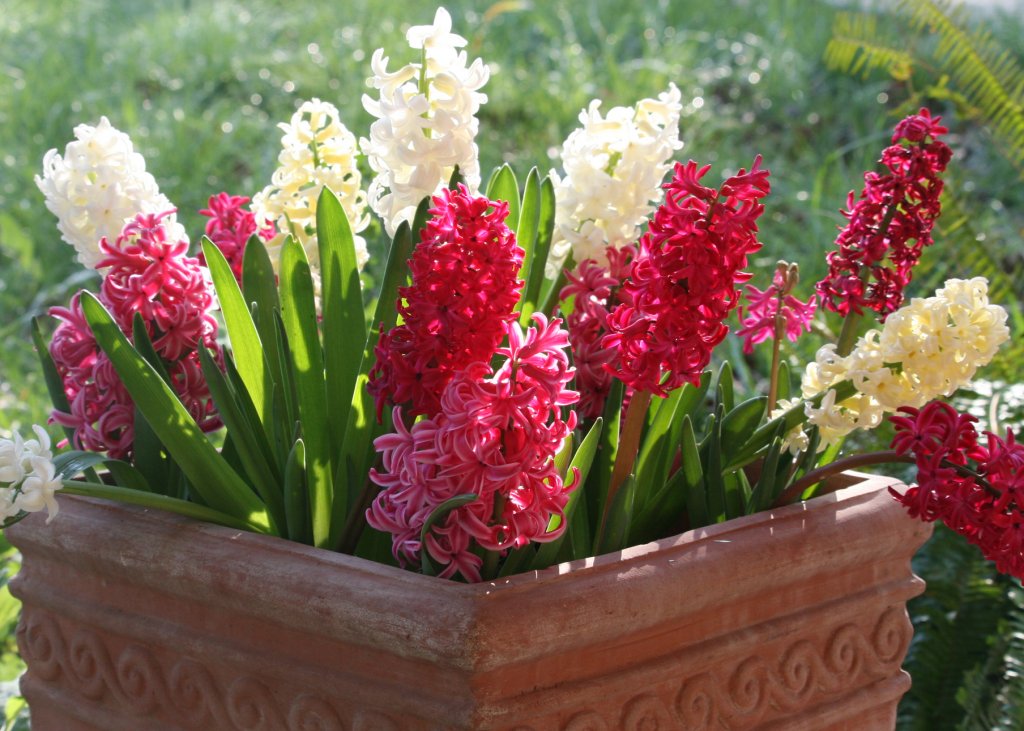 Growing Bulbs, Rhizomes & Corms in Containers - Wildflower Yard
