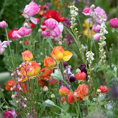 Planting & Sowing Chilly Weather Flowers - Wildflower Yard