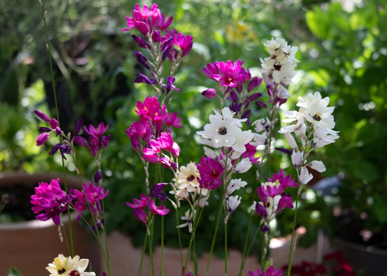 White Pink Ixia - Wildflower Yard
